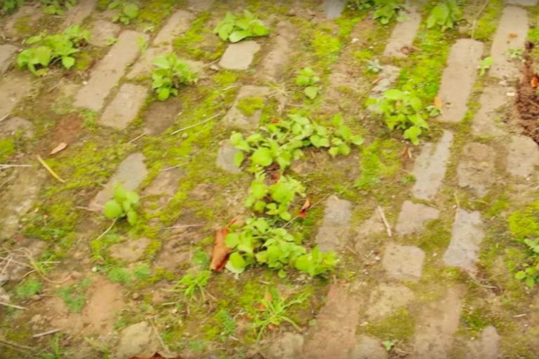 Help, weeds between the paving stones! This simple tip will remove your ...
