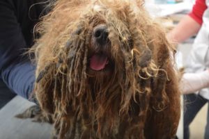 Dog looks Into Storm Drain Every Day - Bystanders Are Suprised When ...