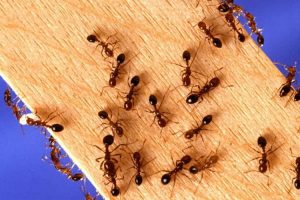 This is why you should pour your boiled egg water on the soil of your ...