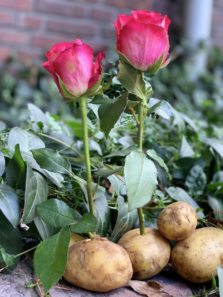 She sticks a rose stalk into a potato and look what happens a week ...