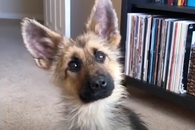 Fully grown dog still looks like a puppy and always will