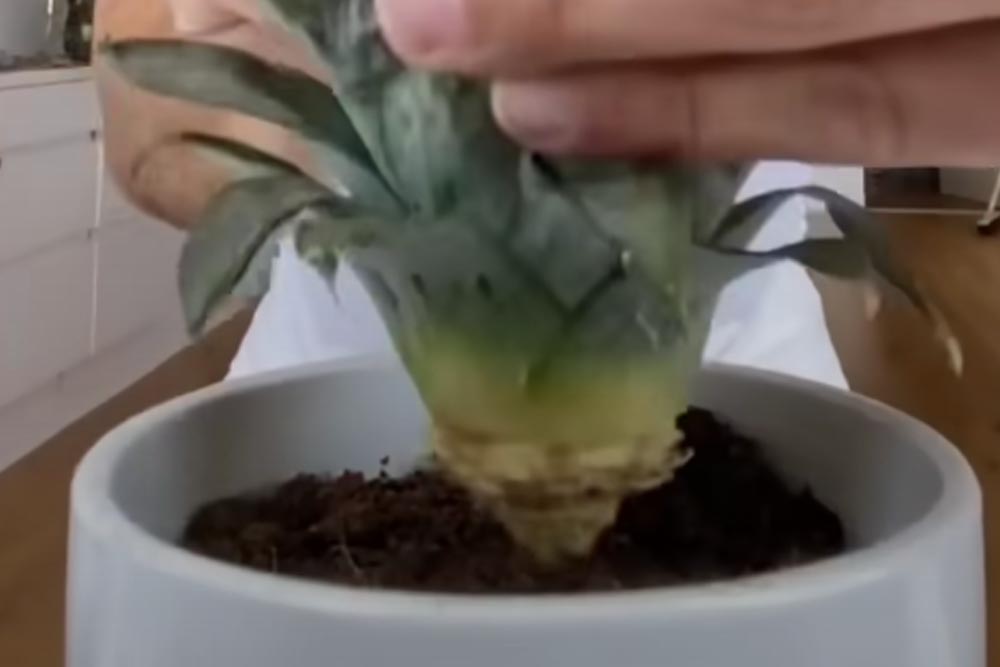 Why You Should Stop Throwing Away The Top Leaves Of Your Pineapples