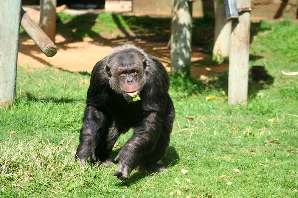 Heartwarming Video: This 59-Year Old Chimpanzee Says Goodbye To An Old ...