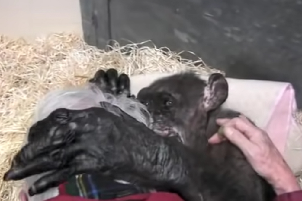Heartwarming Video: This 59-Year Old Chimpanzee Says Goodbye To An Old ...