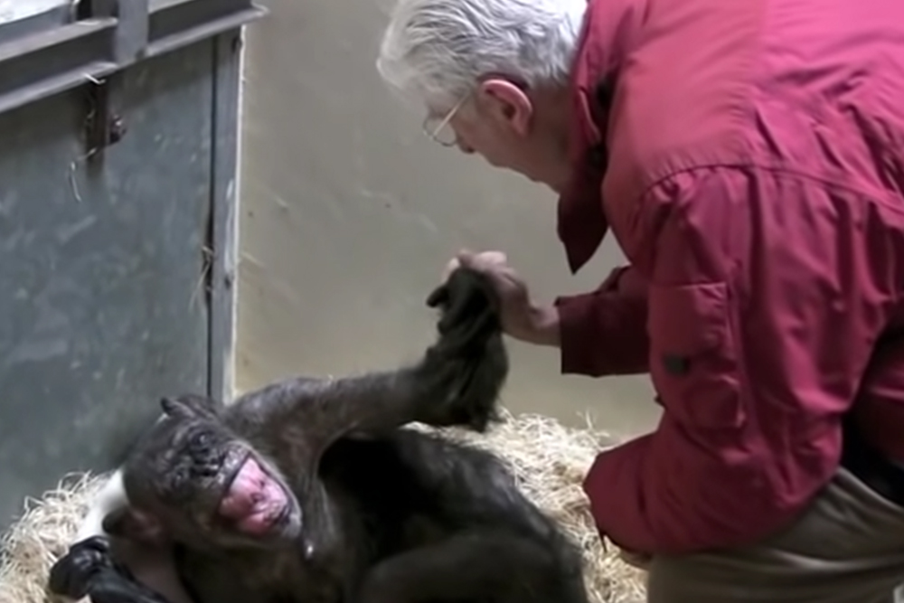 Heartwarming Video: This 59-Year Old Chimpanzee Says Goodbye To An Old ...