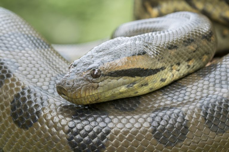 These Workers Found A Giant Snake - You Won't Believe What They Found ...