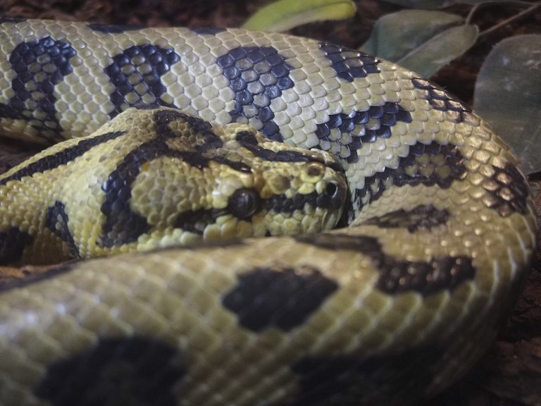 These Workers Found A Giant Snake - You Won't Believe What They Found ...