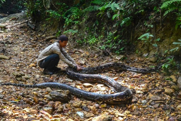 These Workers Found A Giant Snake - You Won't Believe What They Found ...