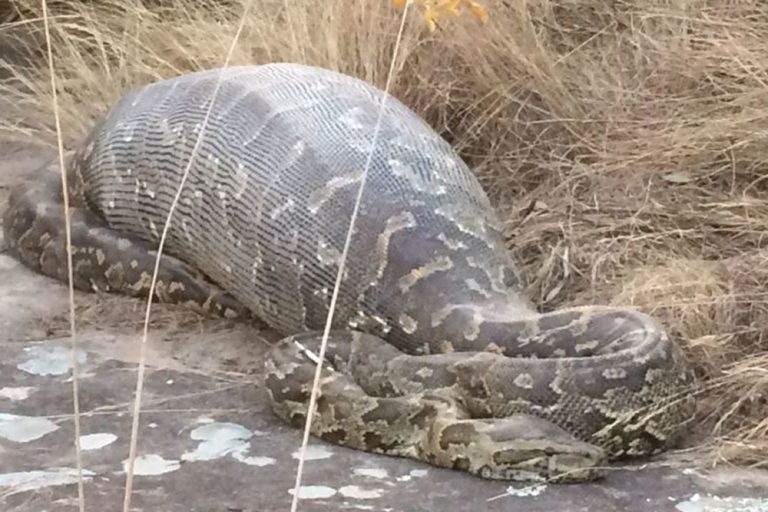These Workers Found A Giant Snake - You Won't Believe What They Found Inside!