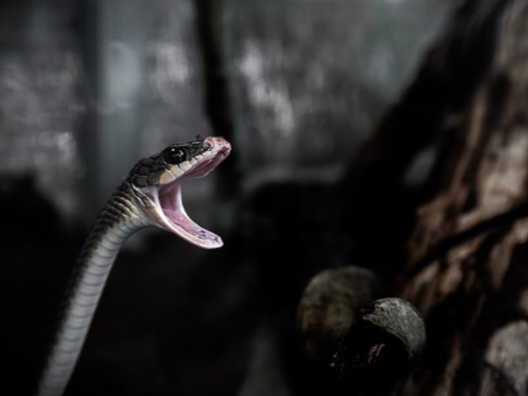 Man Finds Giant Snake Pit And Is Shocked When He Discovers What Lies At ...