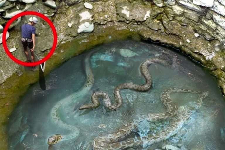 Man Finds Giant Snake Pit And Is Shocked When He Discovers What Lies At ...