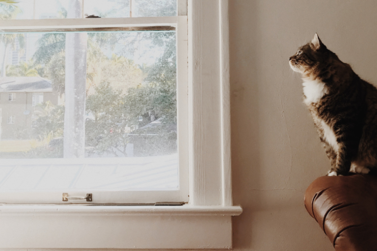 How to get rid of mold on your windows and how to prevent it