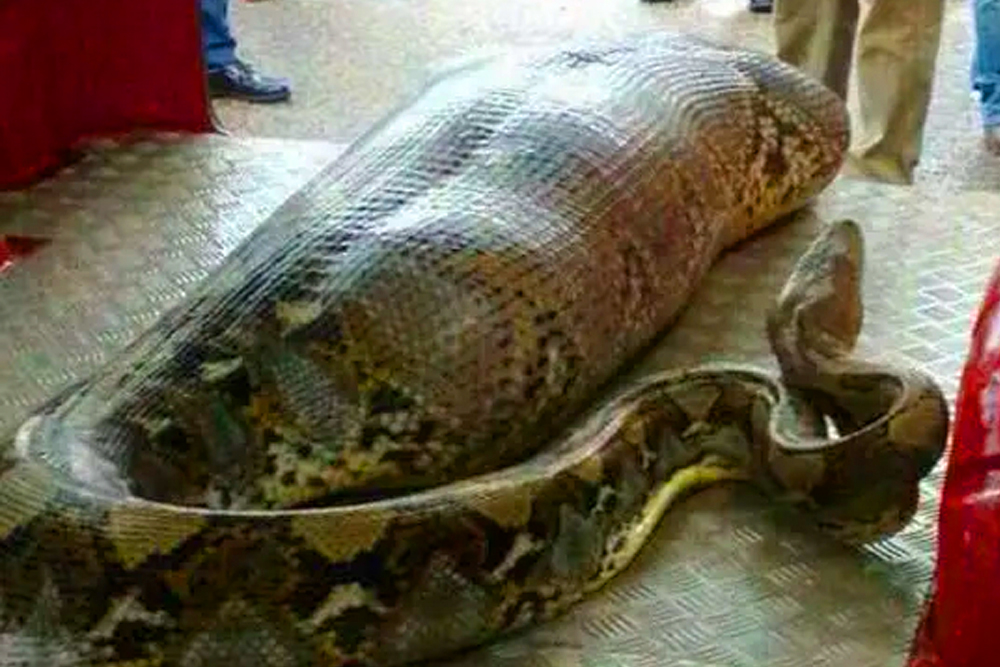 These Workers Found A Giant Snake