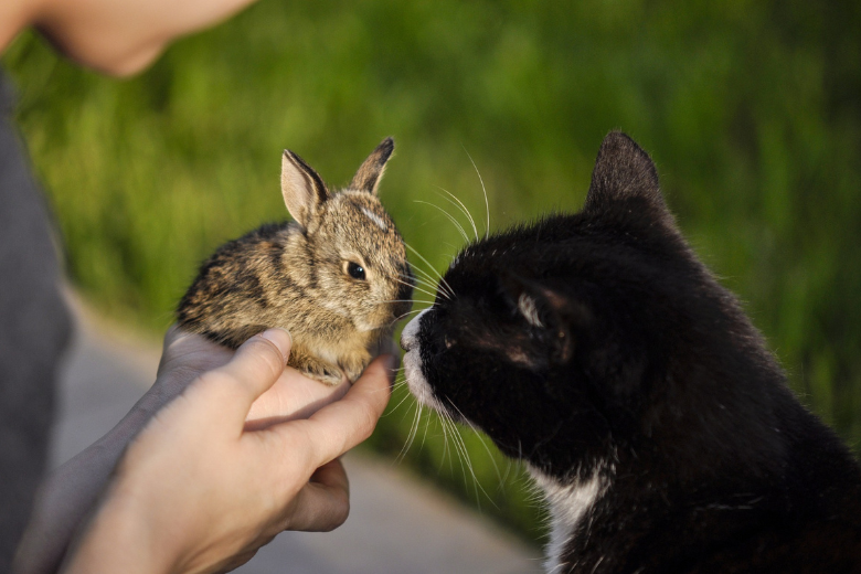Cat and rabbit work together to co-parent each other's babies