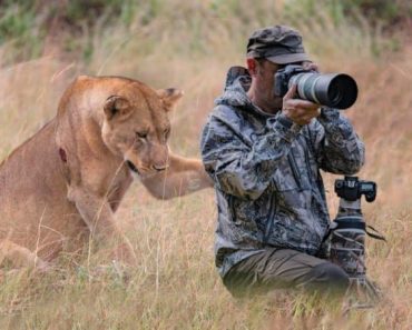 lion - Tips and Tricks