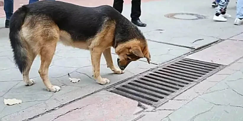 Dog looks Into Storm Drain Every Day - Bystanders Are Suprised When ...