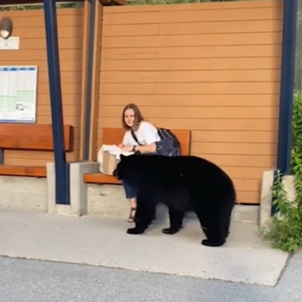 Woman Follows Bear into the Forest After It Unexpectedly Approaches Her ...