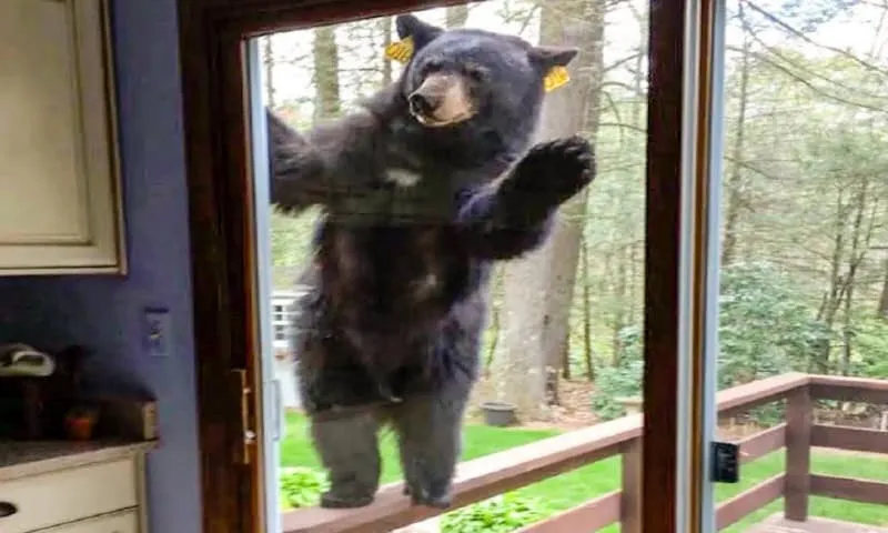 Bear Waves To Family Every Morning - One Day Dad Makes A Shocking ...