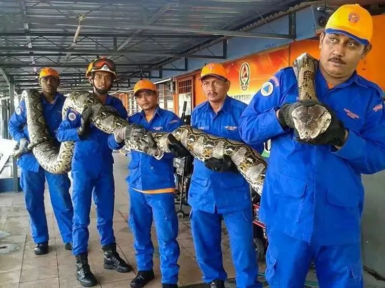 These Workers Found A Giant Snake - You Won't Believe What They Found Inside! - Page 10 of 44