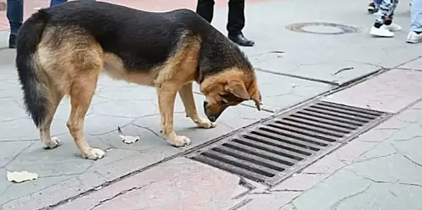 Every Day a Dog Stares into a Storm Drain – Shocking Find When Opened ...
