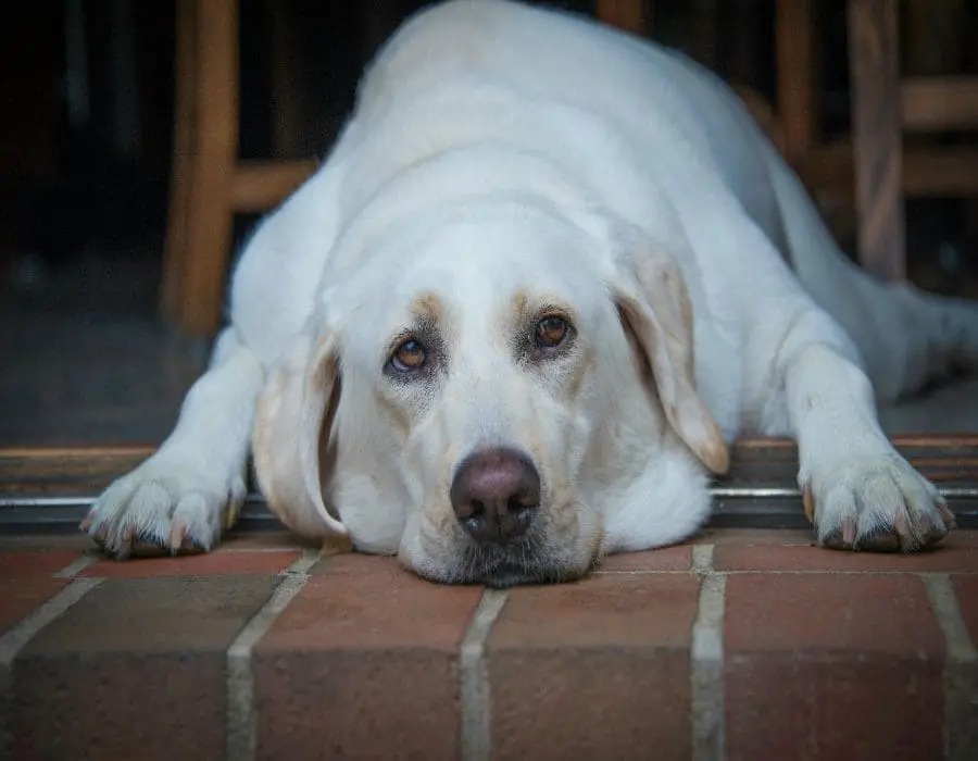 12 Dog Breeds That Don’t Bond Well With Their Owners - Page 9 of 14