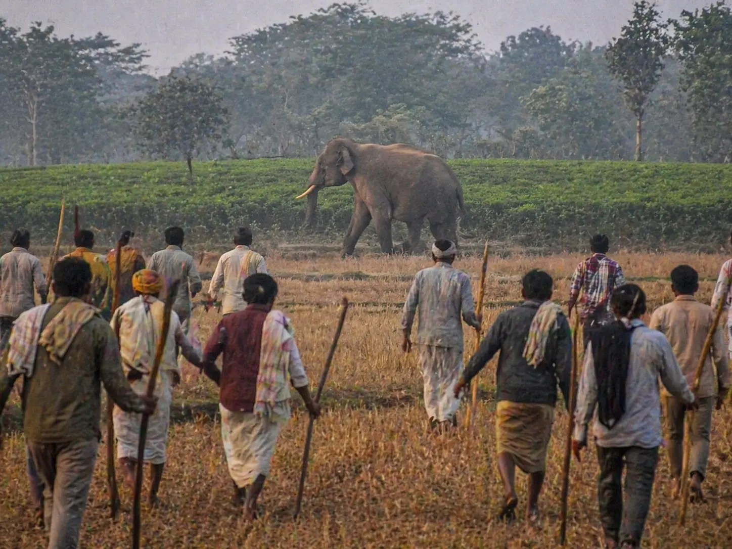 Lone Elephant Bellows In The Forest For Hours — When Villagers Discover ...